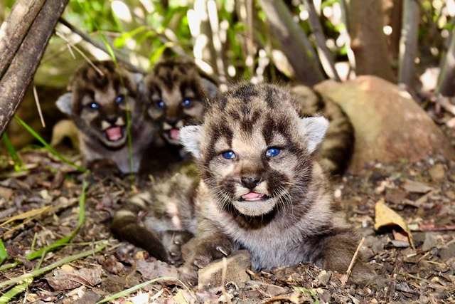 Puma Concolor: Características, hábitat y dieta del gran felino