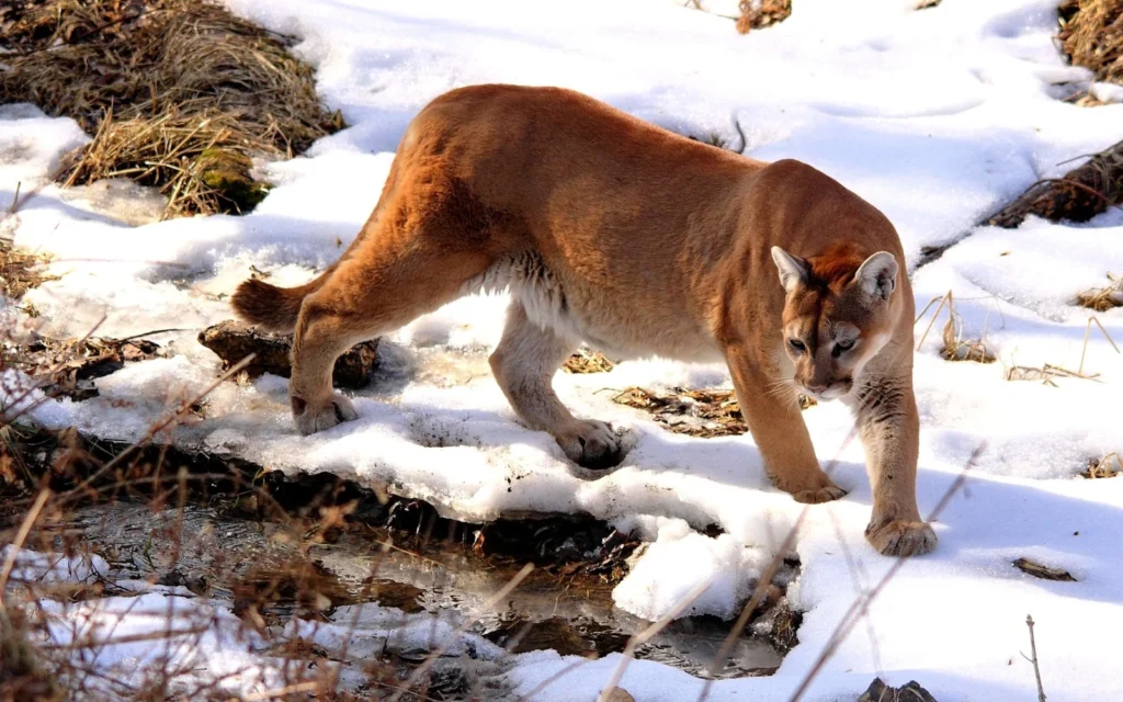 Puma Concolor: Características, hábitat y dieta del gran felino