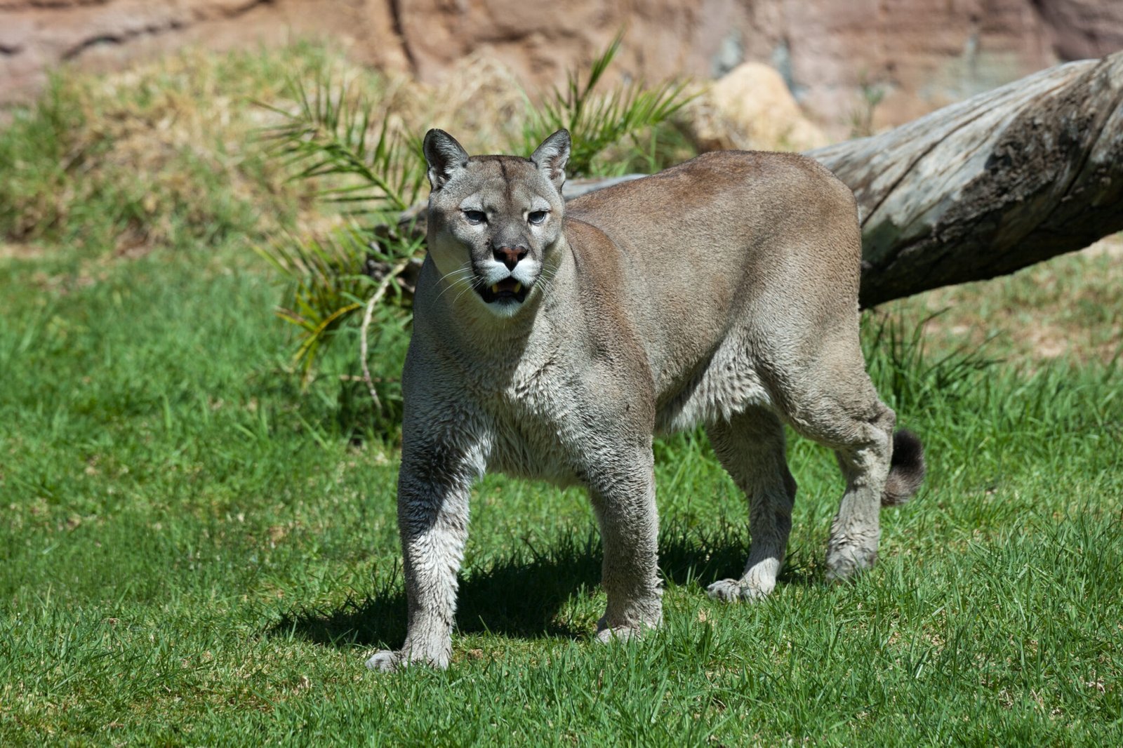 Puma 🐾 El felino más adaptable de América