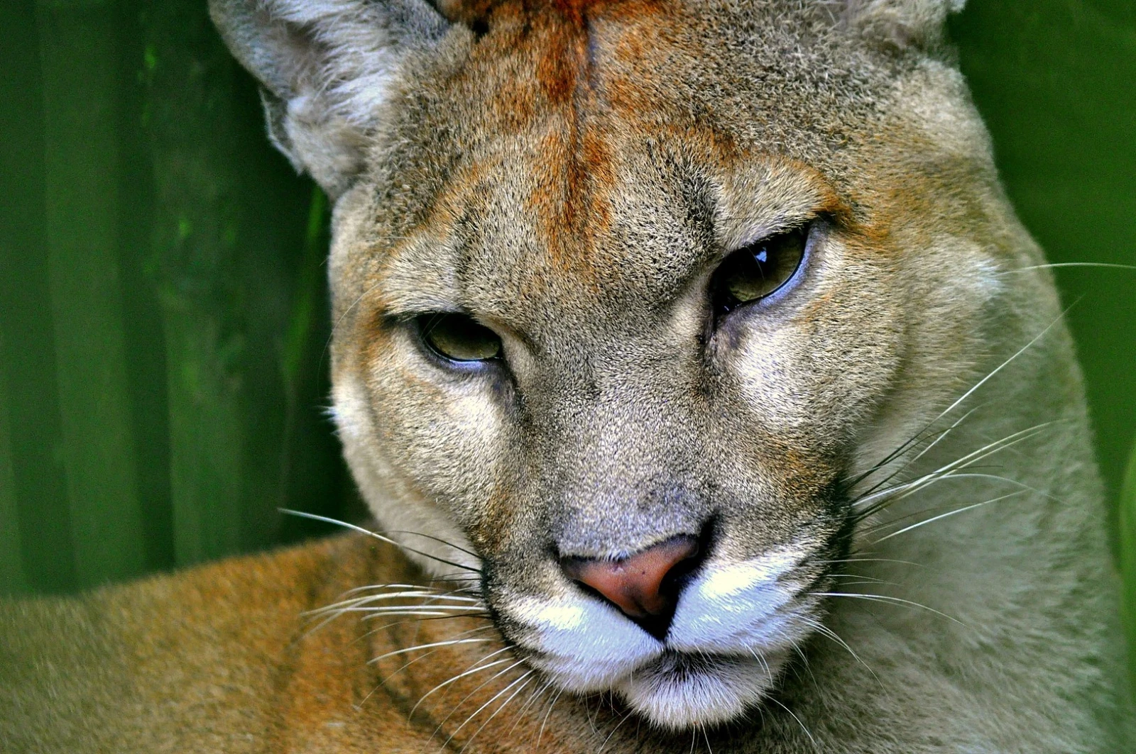 Puma Concolor: Características, hábitat y dieta del gran felino