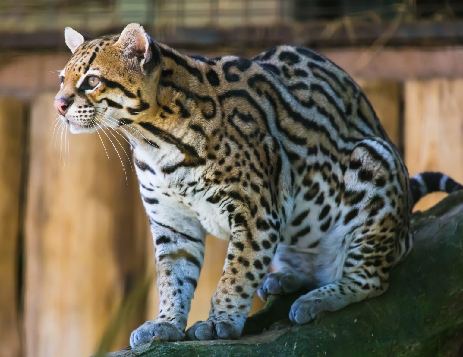Ocelote 🐆 El felino manchado de América