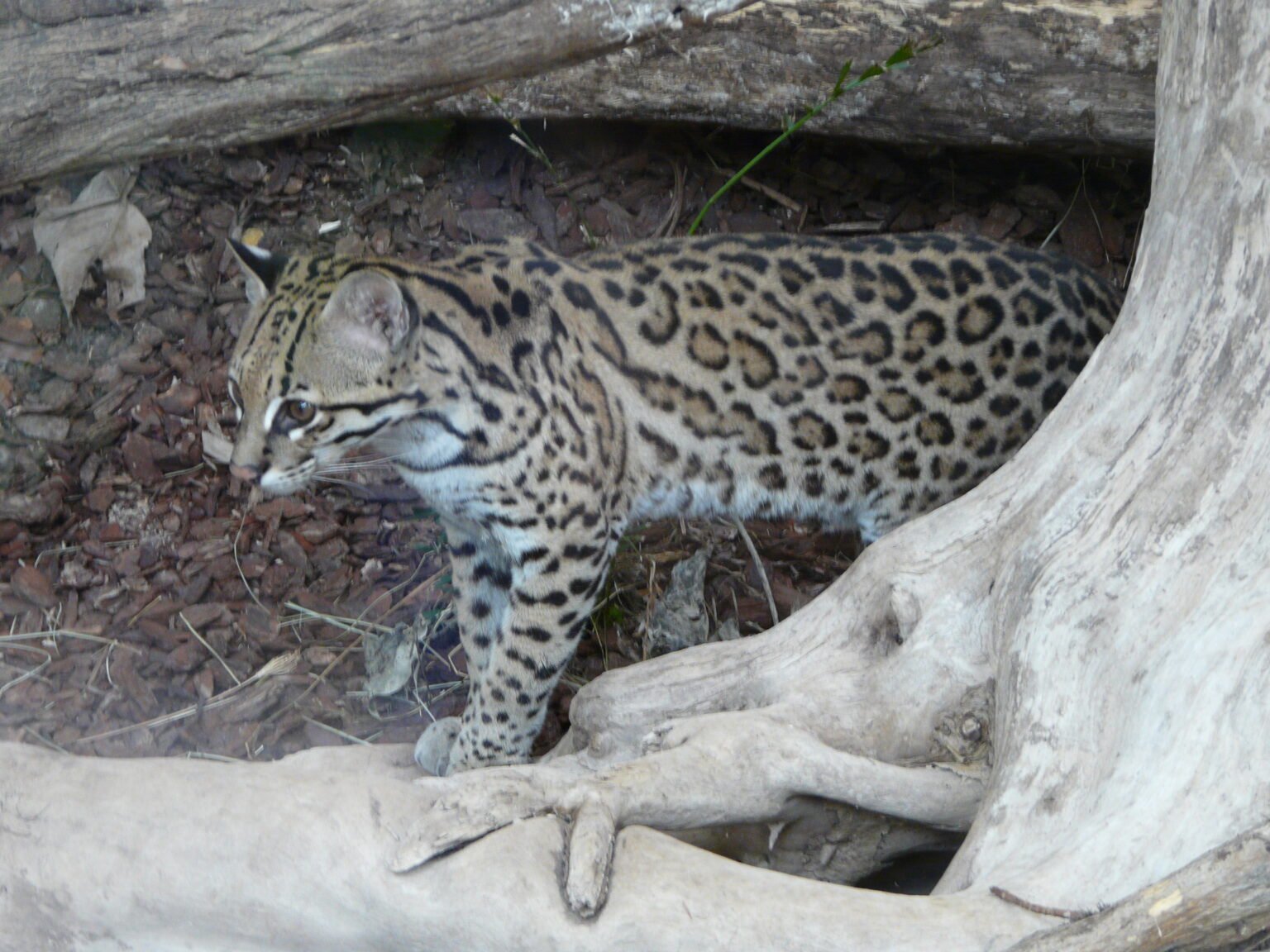 Ocelote 🐆 El felino manchado de América