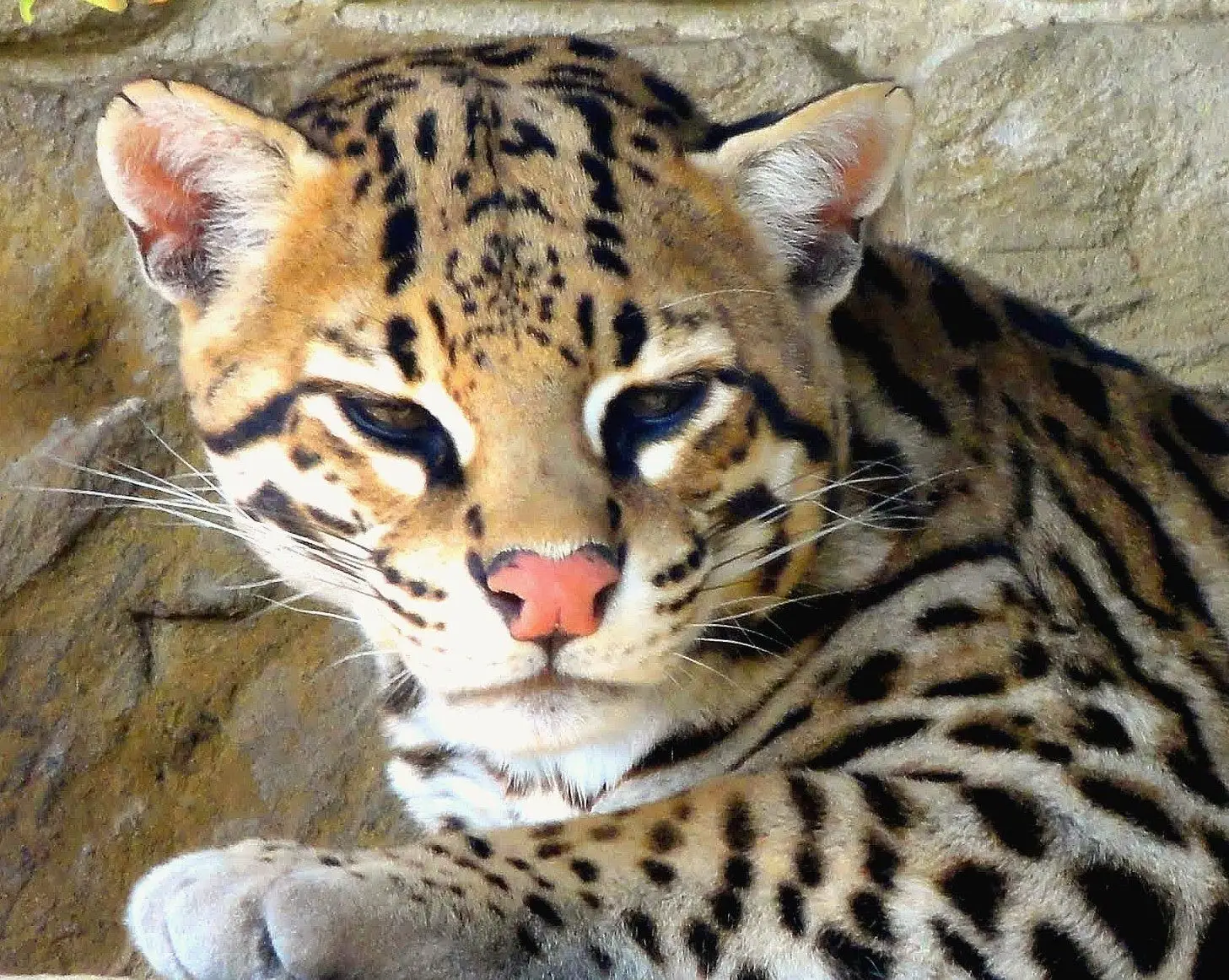 Ocelote 🐆 El felino manchado de América