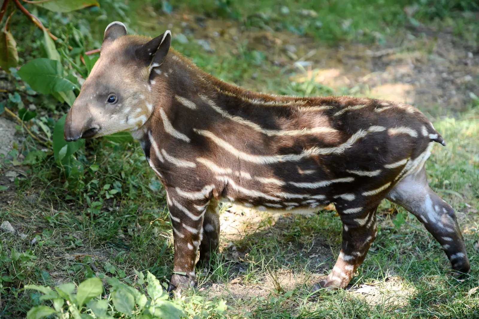 Fauna del Amazonas 🌿 La selva más rica en vida del planeta