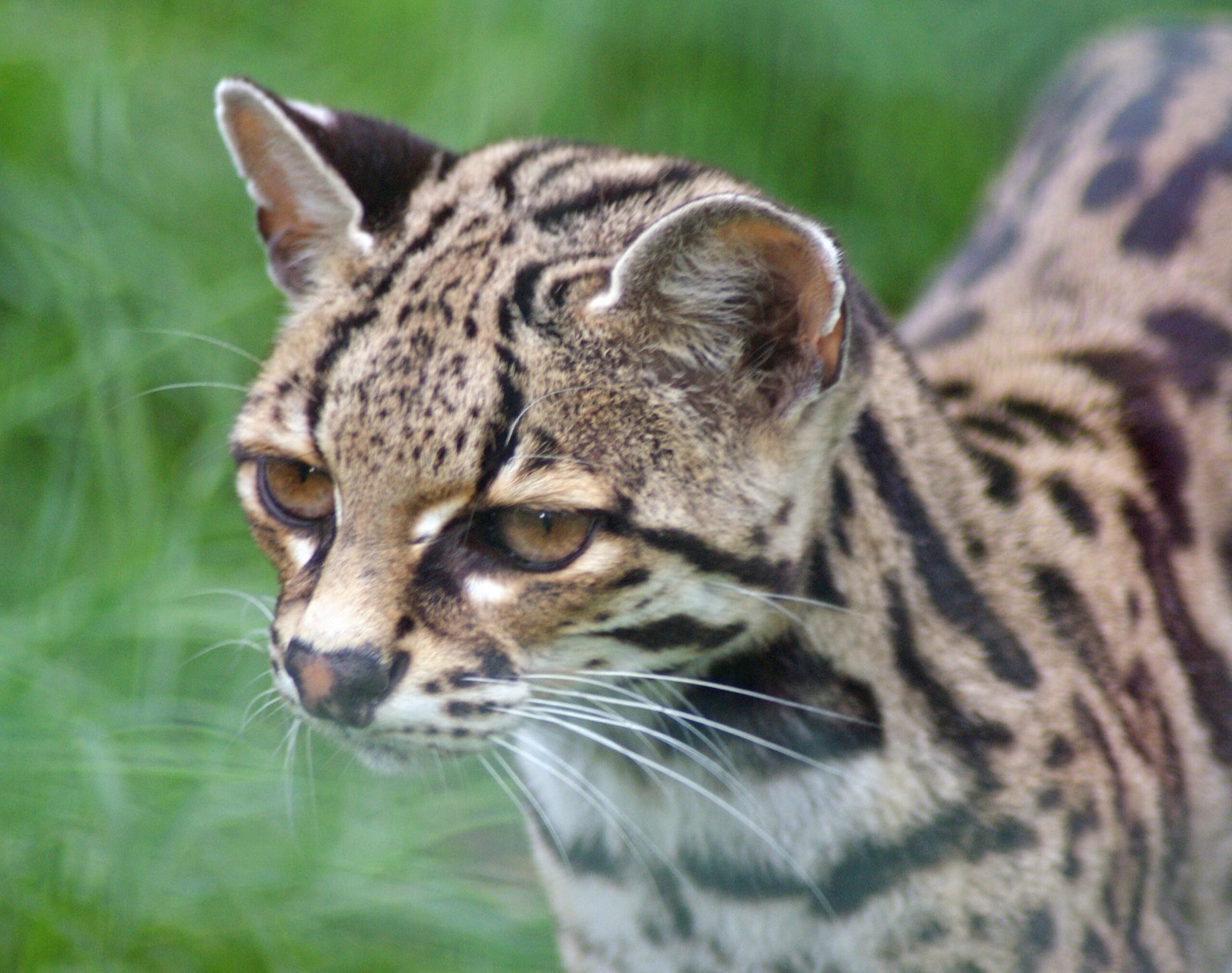 Margay 🐆 El felino acróbata de la selva americana