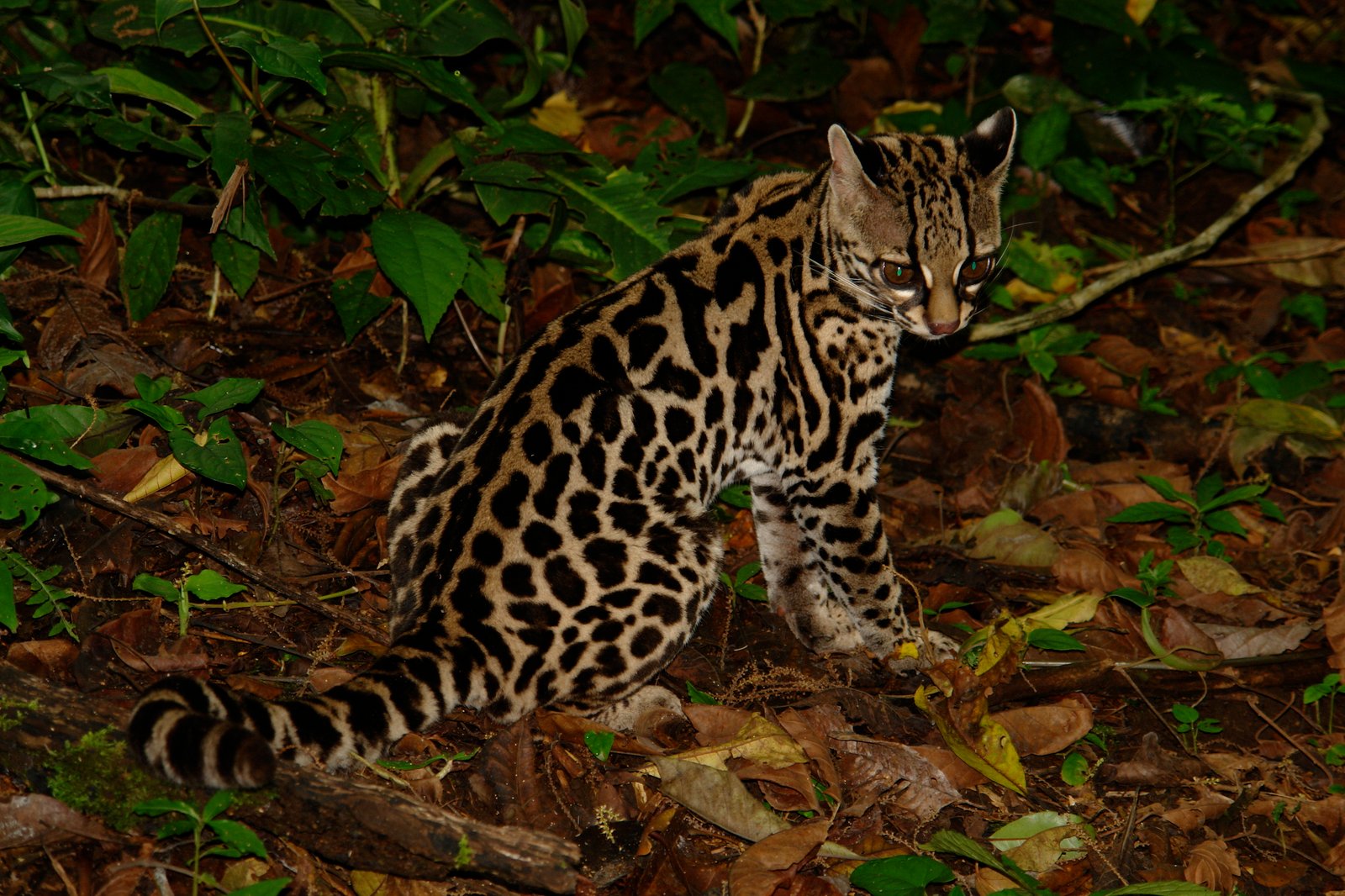 Margay 🐆 El felino acróbata de la selva americana